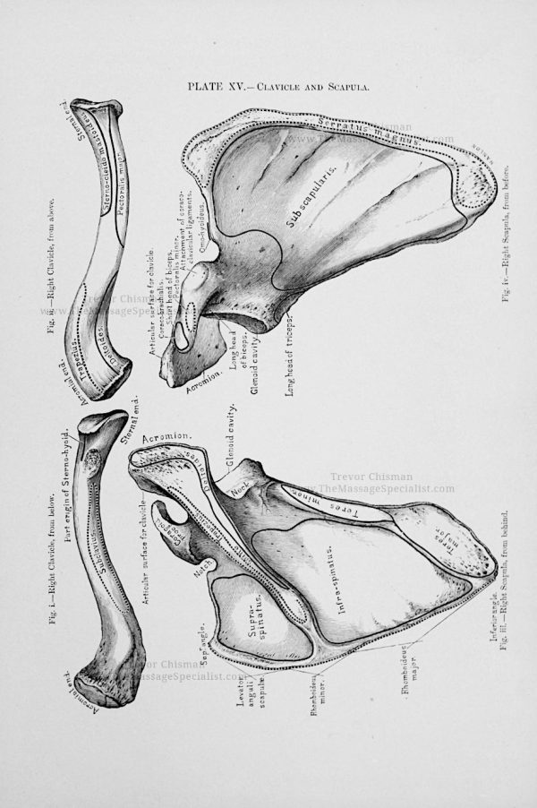 Anatomy Plate 15 | Trevor Chisman | The Massage Rebel