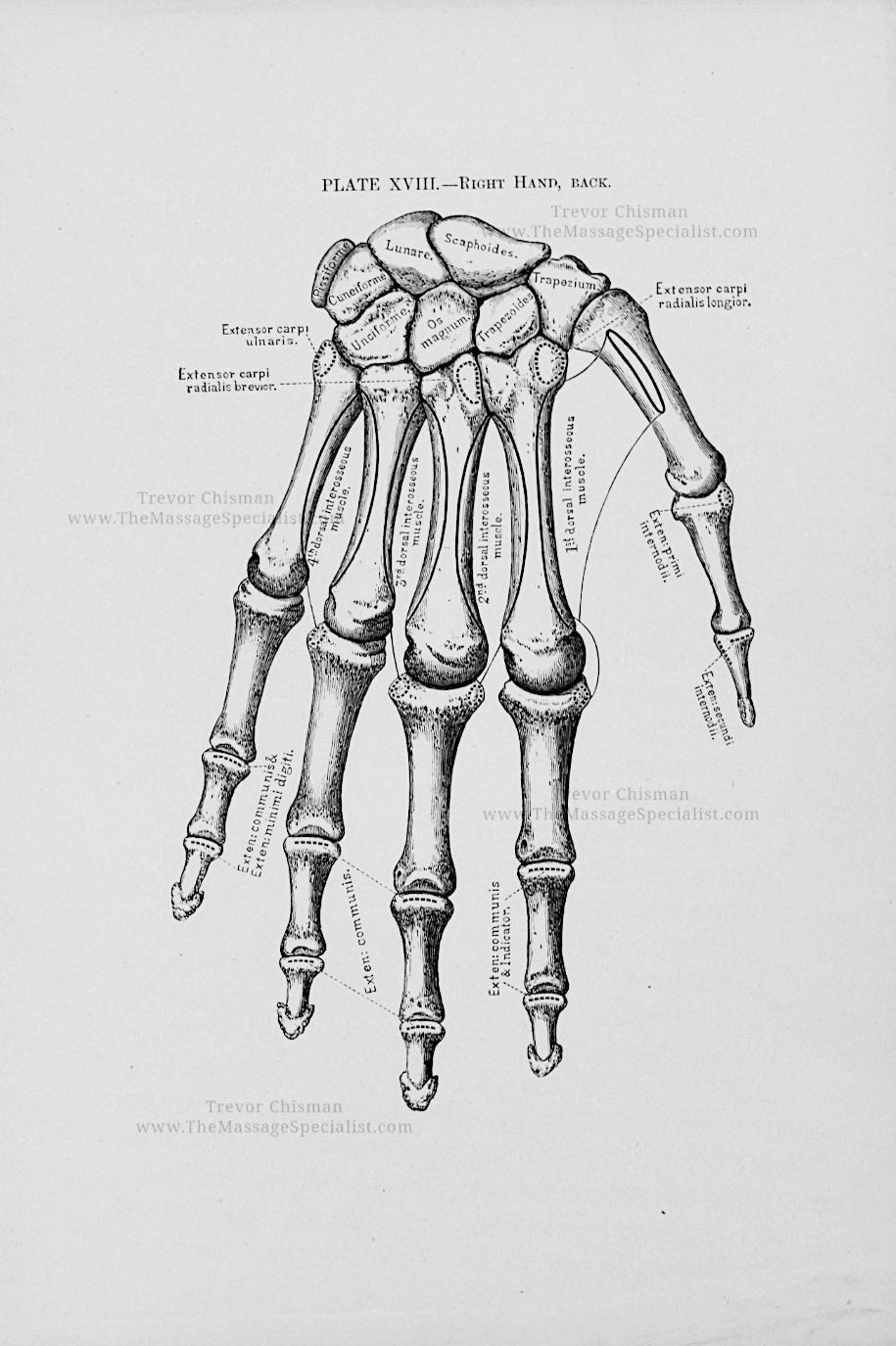Anatomy Plate 18 | Trevor Chisman | The Massage Rebel