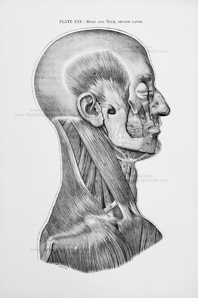 Anatomy Plate 21 | Trevor Chisman | The Massage Rebel