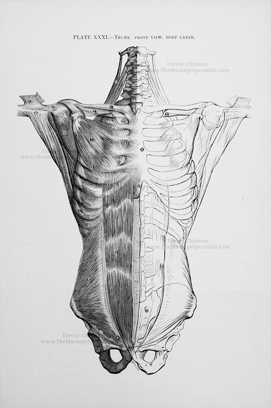 Anatomy Plate 30 | Trevor Chisman | The Massage Rebel