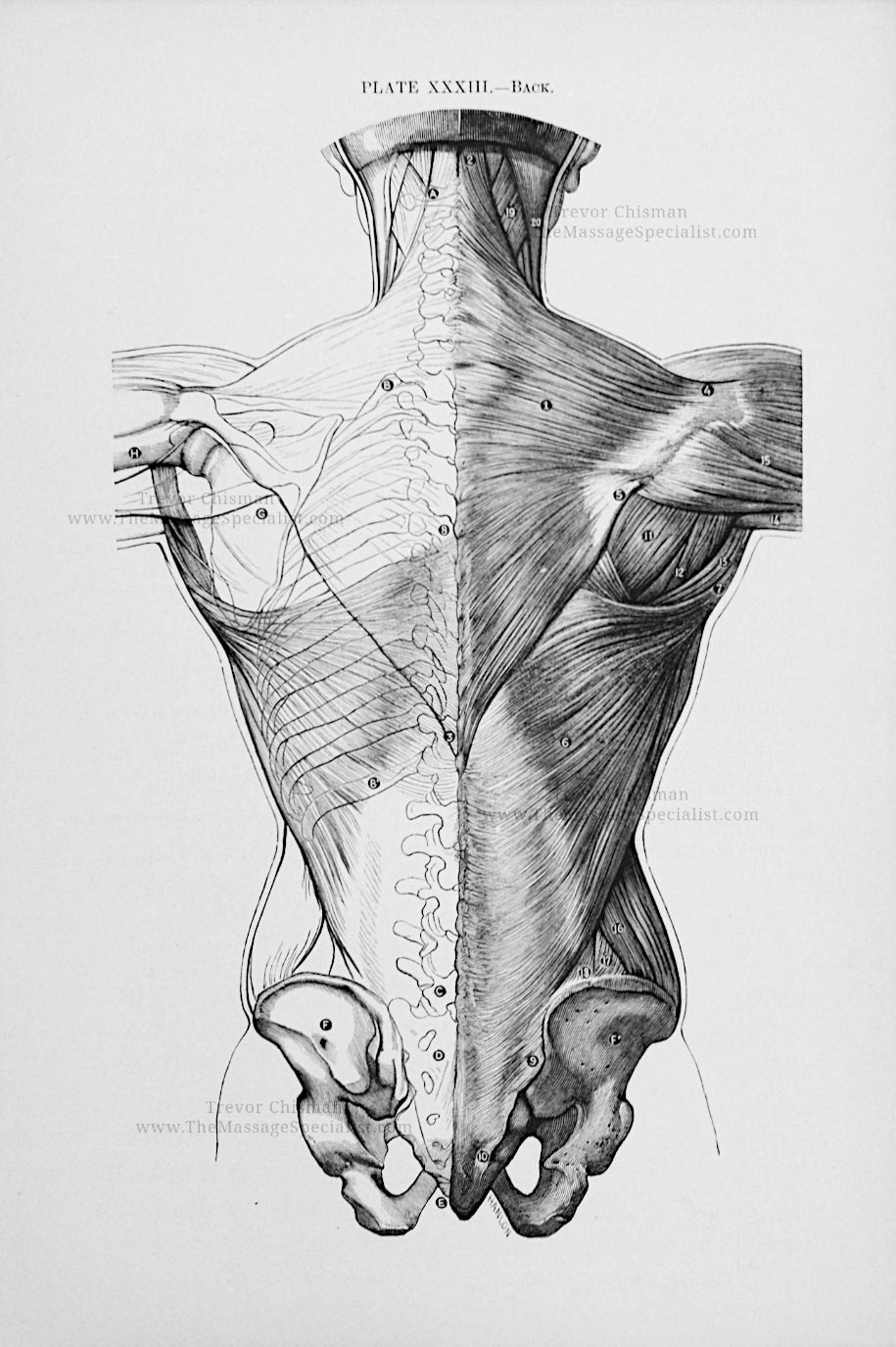Anatomy Plate 33 | Trevor Chisman | The Massage Rebel