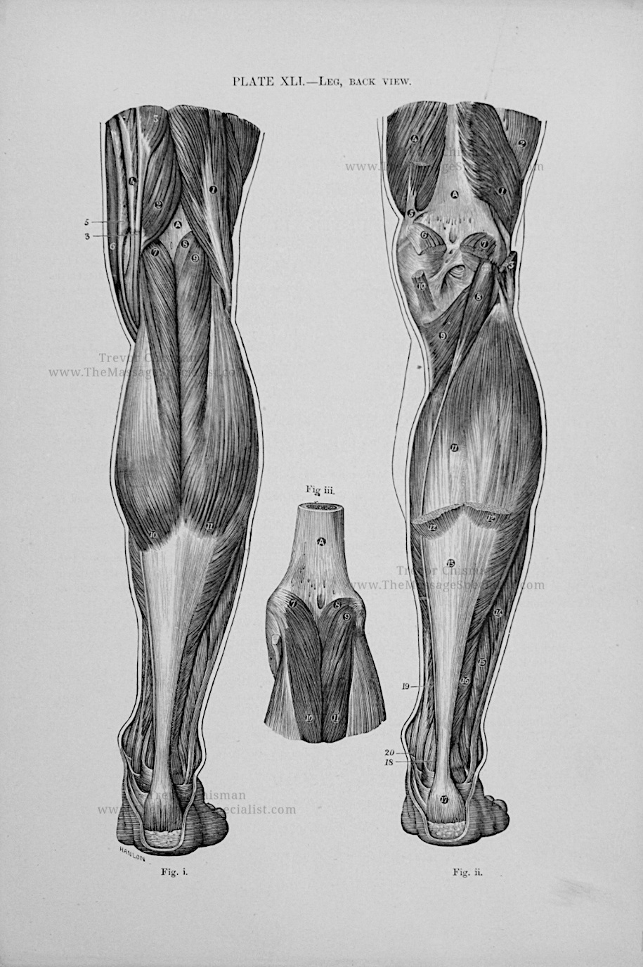 Anatomy Plate 41 | Trevor Chisman | The Massage Rebel