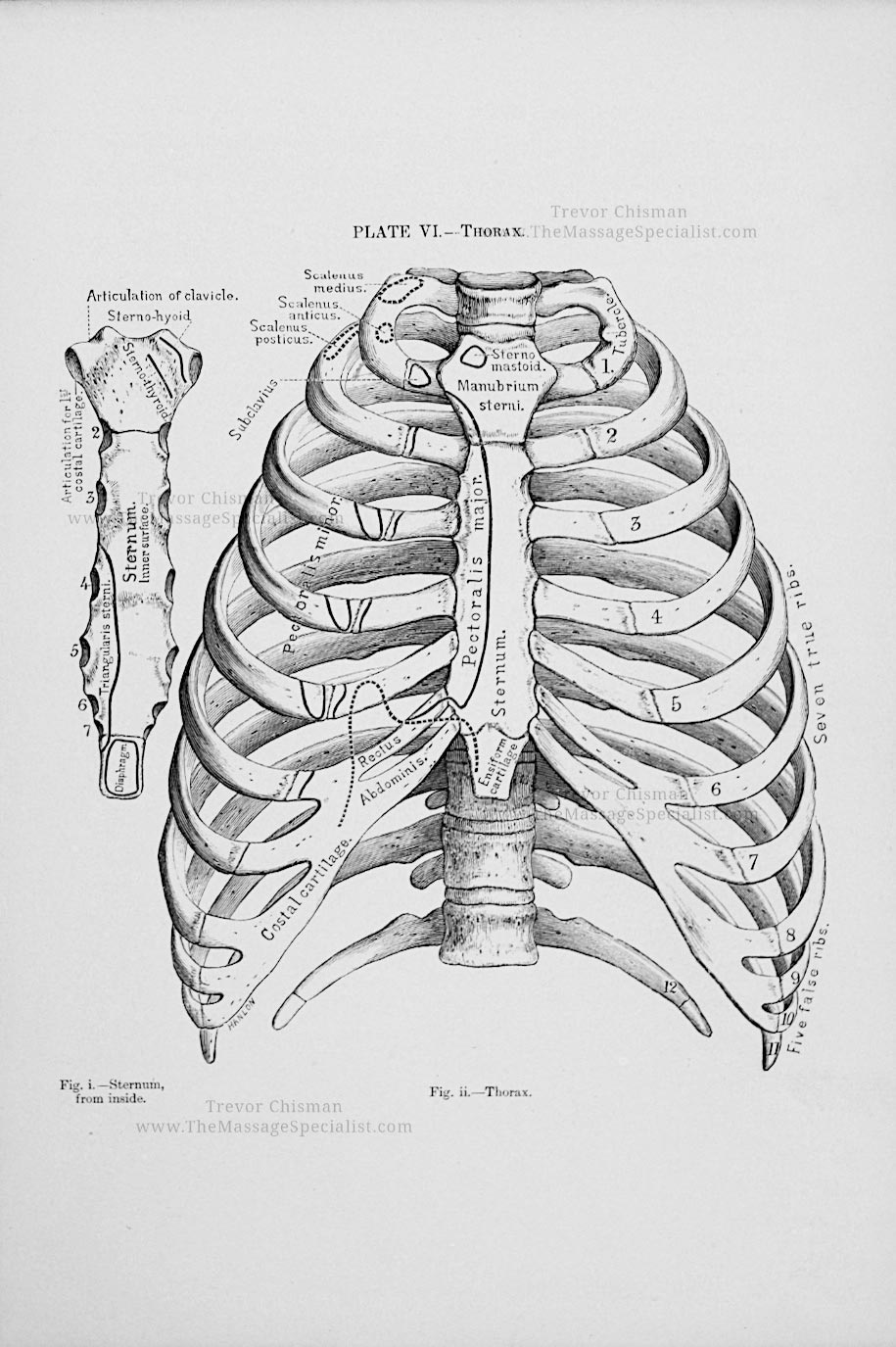 Anatomy Plate 6 | Trevor Chisman | The Massage Rebel