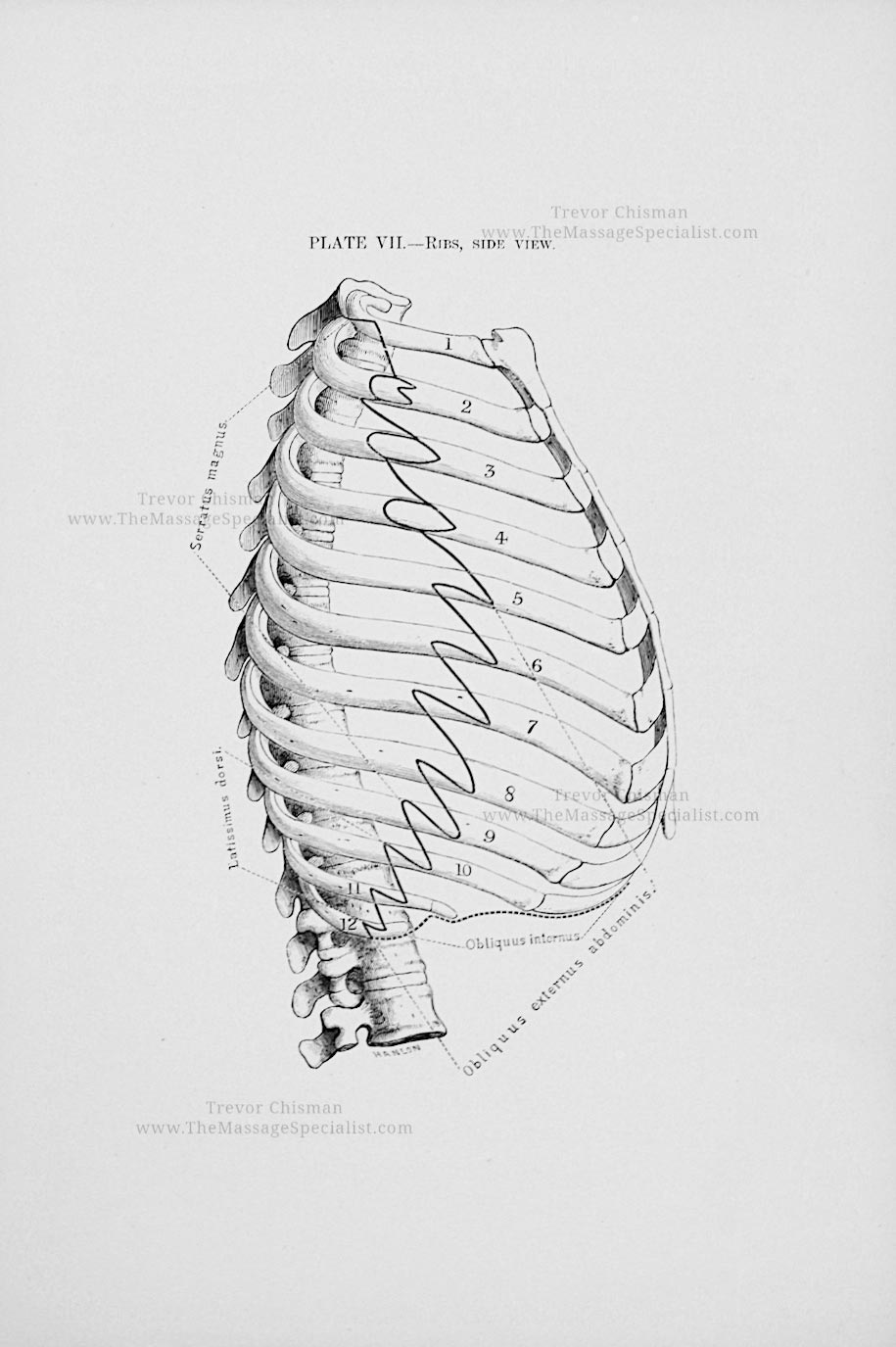 Anatomy Plate 7 | Trevor Chisman | The Massage Rebel